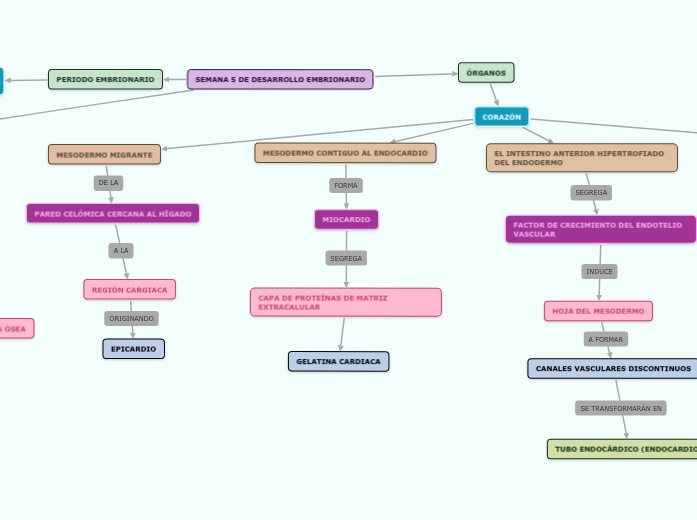 SEMANA 5 DE DESARROLLO EMBRIONARIO - Mind Map